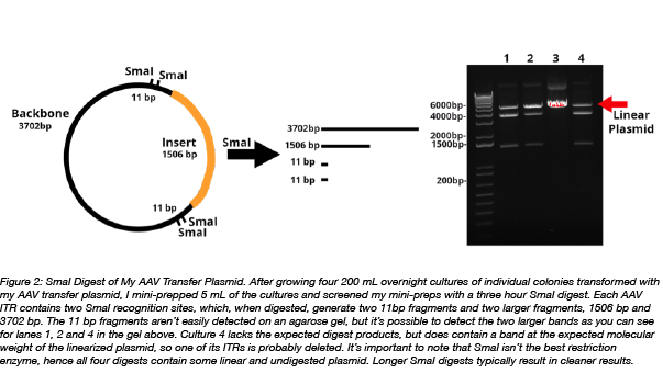 Tips for a 1st time AAV user (by a Rookie AAV user)