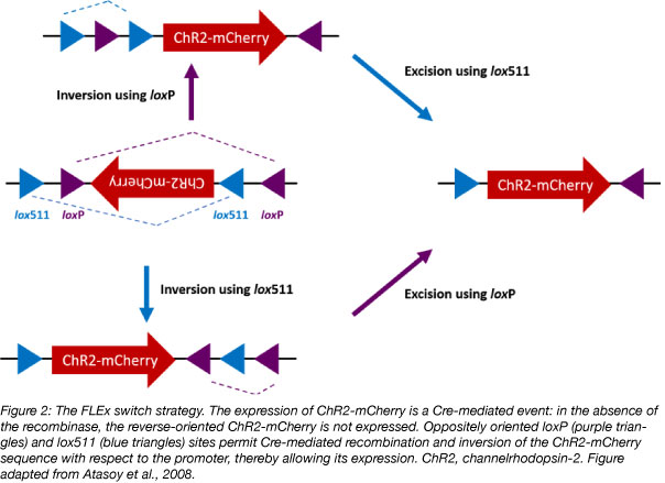 FLEx Technology and Optogenetics: Flipping the switch on gene ...