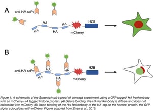 HA Frankenbody, a New Imaging Tool to Visualize Single Molecules and ...