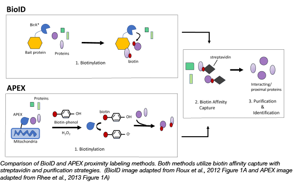 Proximity Labeling: A Powerful Tool for Protein Complex Purification ...