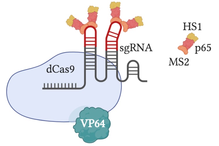 CRISPR Activators: A Comparison Between dCas9-VP64, SAM, SunTag, VPR, and More!