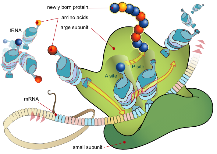 To Codon Optimize Or Not That Is The Question