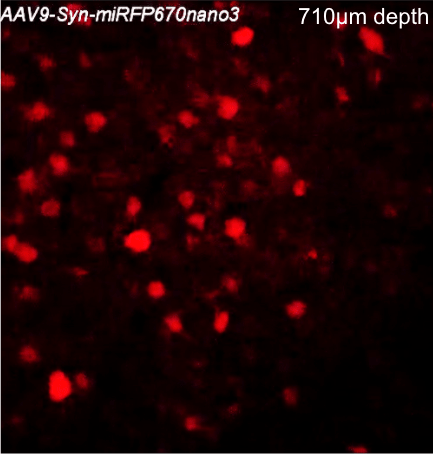 Quick Guide to Near-Infrared Fluorescent Proteins