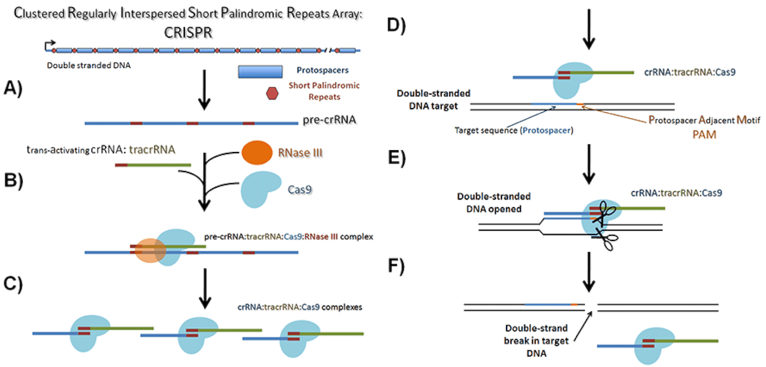 Components of CRISPR/Cas9