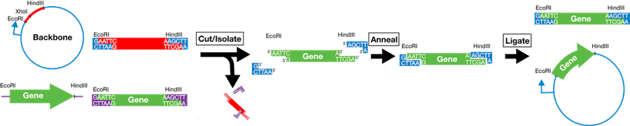 Plasmids 101: Restriction Cloning
