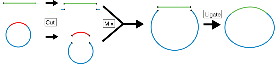 Plasmids 101: Restriction Cloning