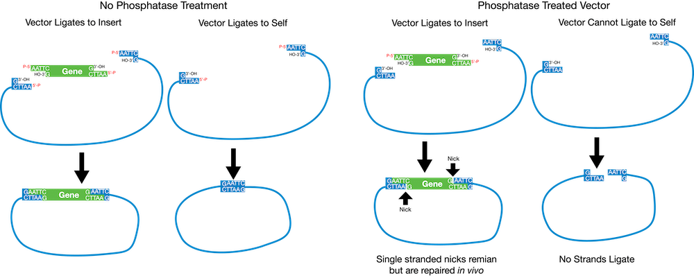 Plasmids 101: Restriction Cloning