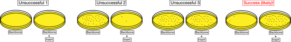 Plasmids 101: Restriction Cloning