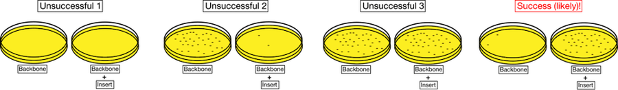 Plasmids 101: Restriction Cloning