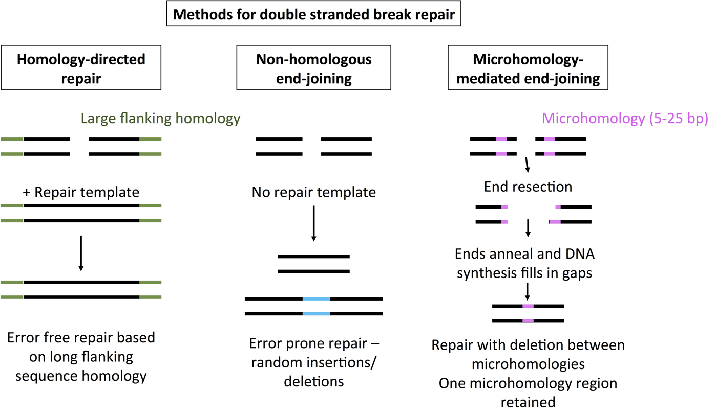 PITChing MMEJ as an Alternative Route for Gene Editing