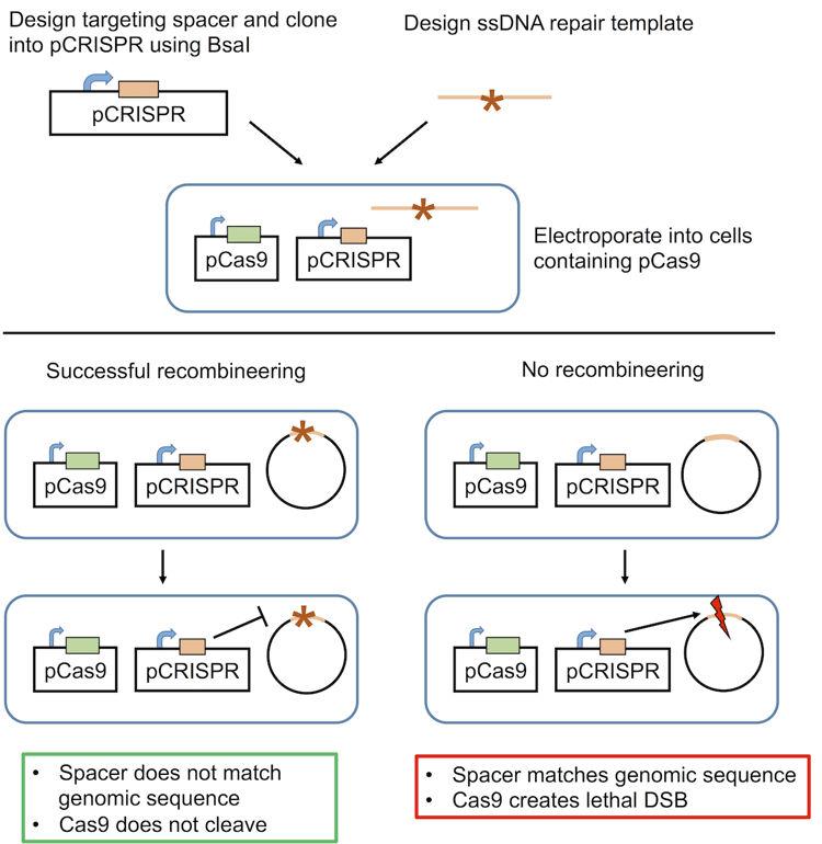 CRISPR Methods for Bacteria: Genome Engineering, CRISPRa, CRISPRi, Base ...