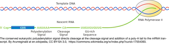 Plasmids 101: Terminators and PolyA signals