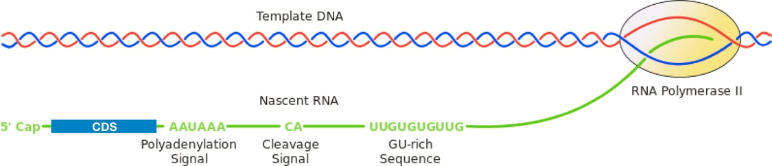 Plasmids 101: Terminators and PolyA signals