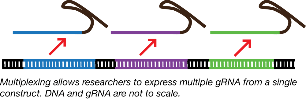 CRISPR 101: Multiplex Expression of gRNAs