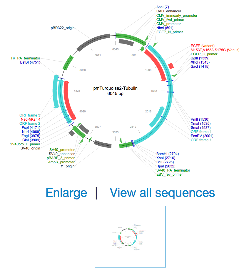 Anatomy of a Plasmid Page at Addgene