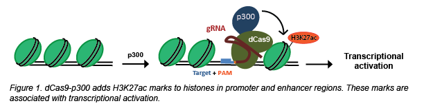 CRISPR 101: Epigenetics and Editing the Epigenome CRISPR 101: Epigenetics and Editing the Epigenome