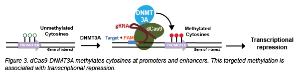 CRISPR 101: Epigenetics and Editing the Epigenome CRISPR 101: Epigenetics and Editing the Epigenome