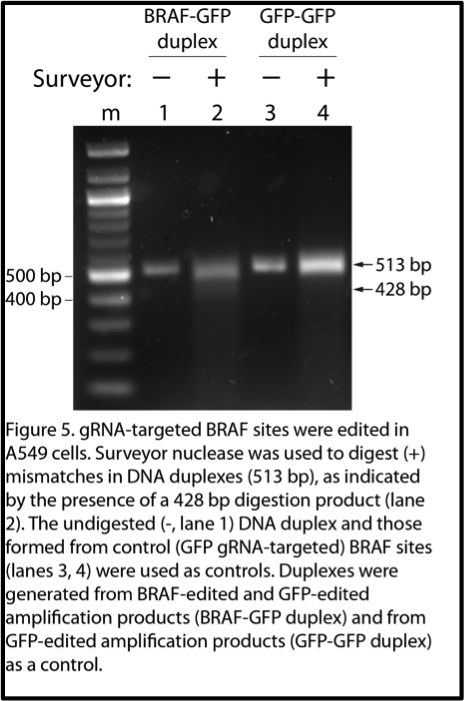 Tips for a 1st Time CRISPR User (by a 1st Time CRISPR User)