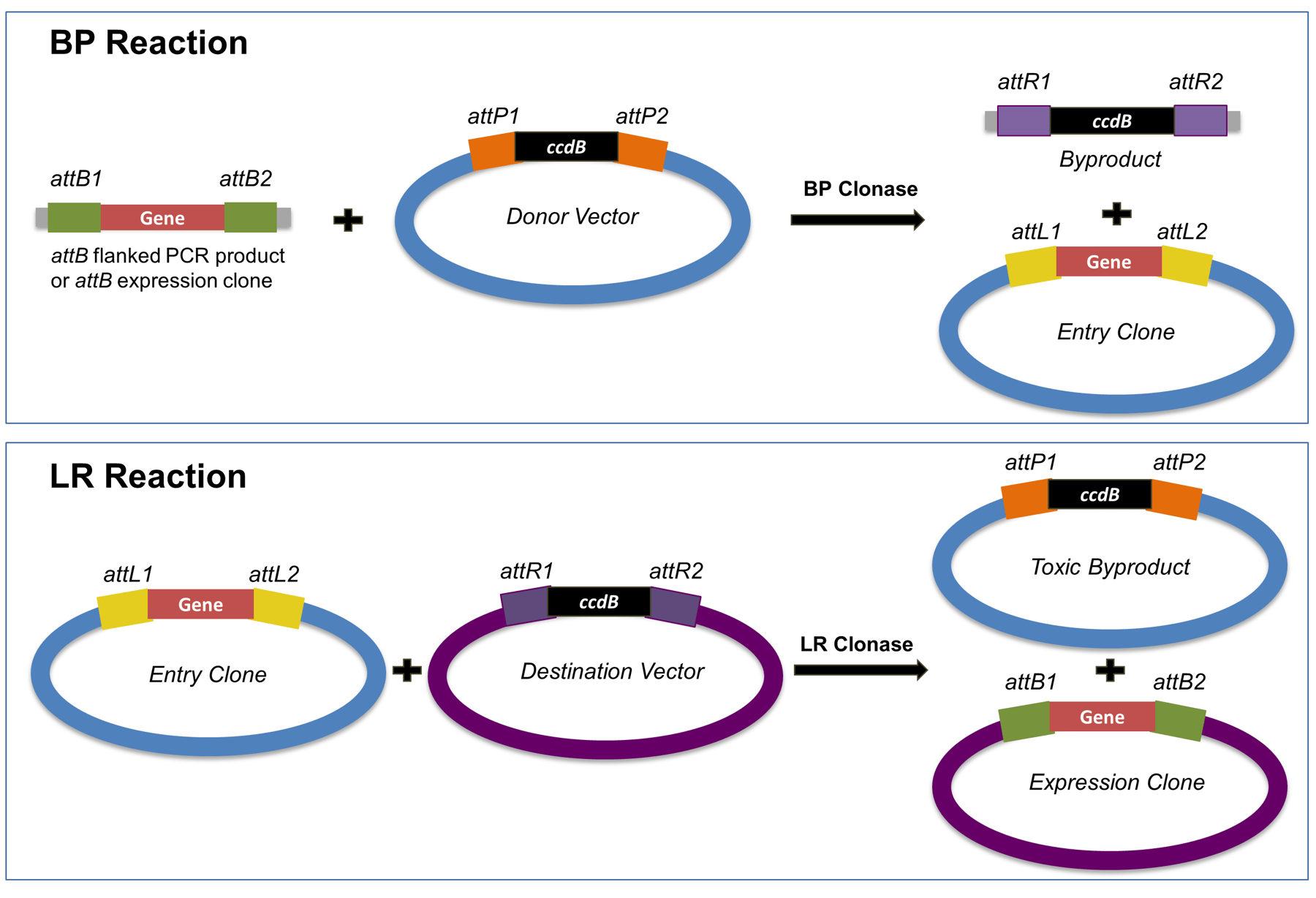Plasmids 101: Gateway Cloning