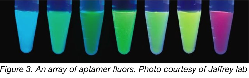 Fluorescent Proteins 101: Aptamer Fluorophores