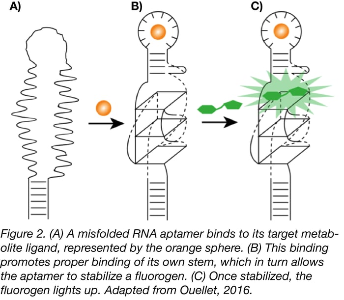 Fluorescent Proteins 101: Aptamer Fluorophores
