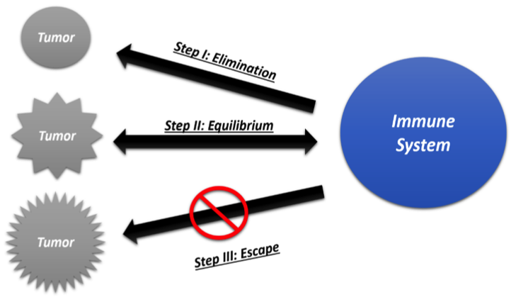 Cancer and the Immune System: Deciphering the Relationship