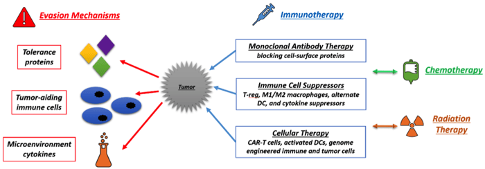 Cancer and the Immune System: Deciphering the Relationship