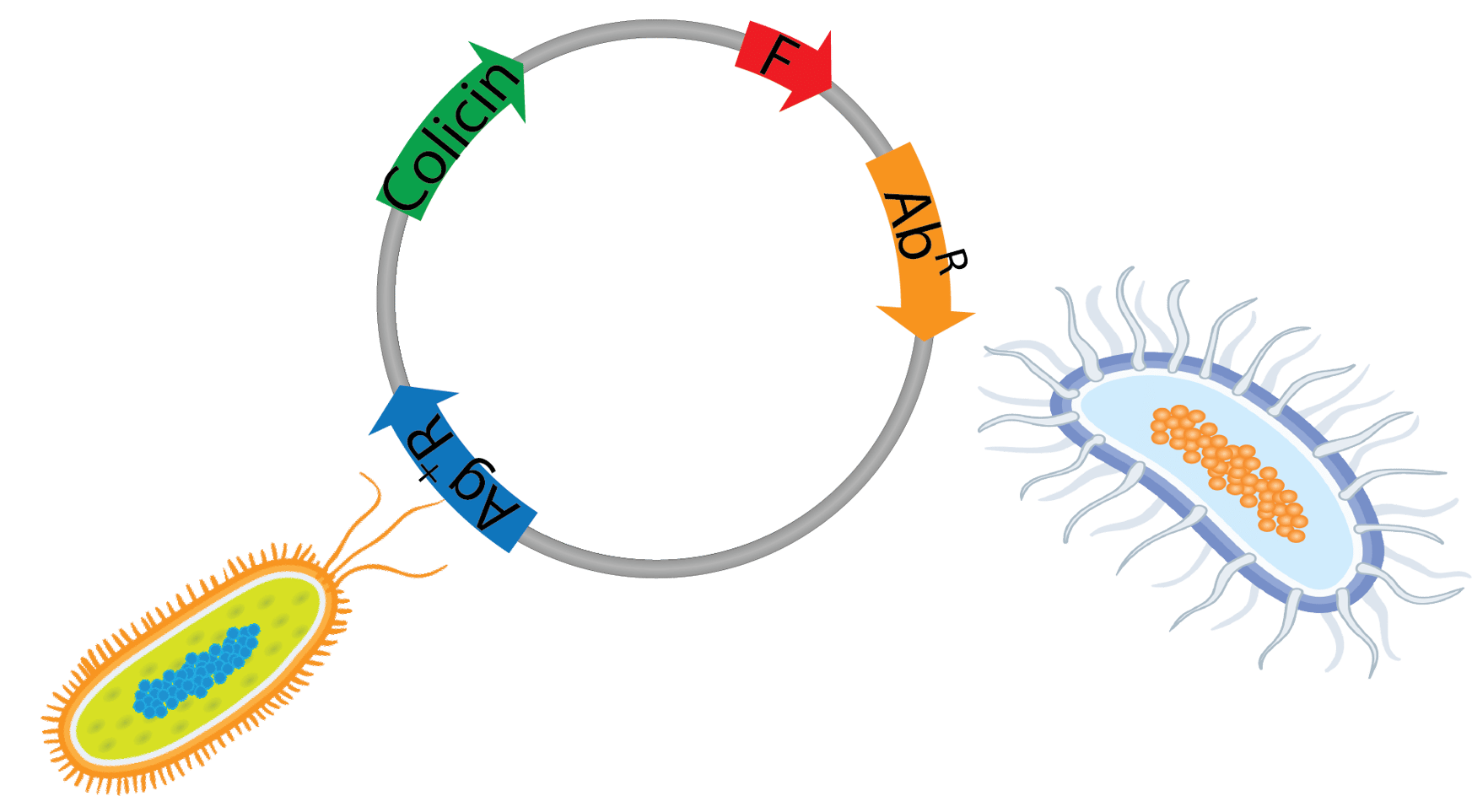 Plasmids 101: Environmental Plasmids