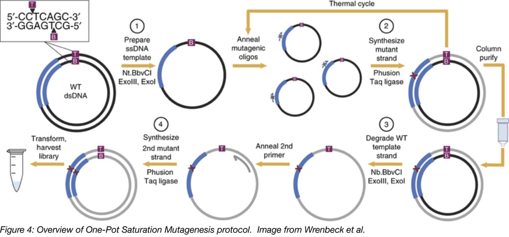 Deep Mutational Scanning with One Pot Saturation Mutagenesis