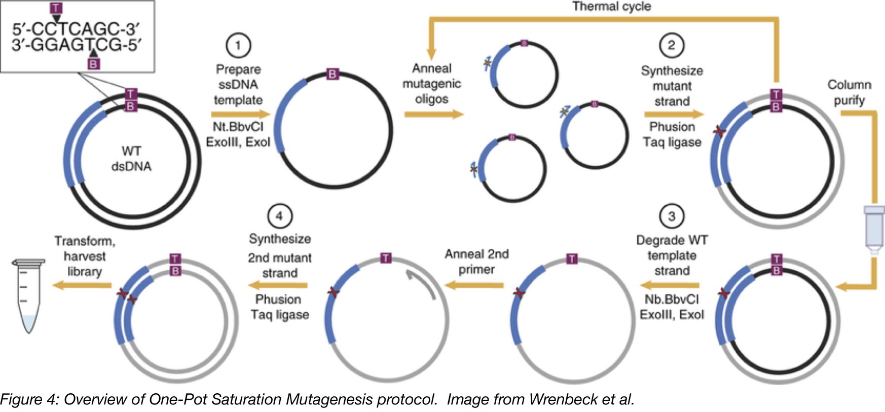 Deep Mutational Scanning with One Pot Saturation Mutagenesis