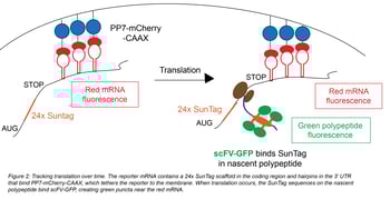 Visualizing Translation at the Single Molecule Level