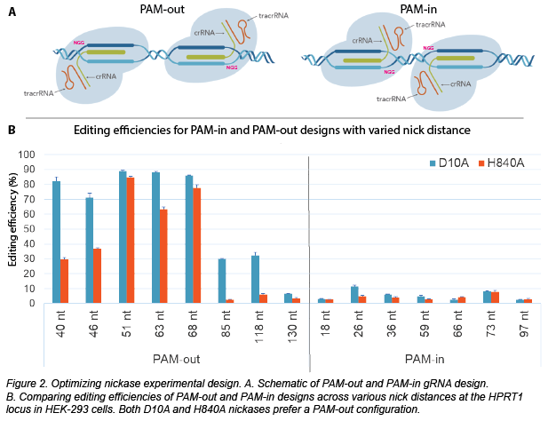 CRISPR 101: Cas9 Nickase Design and Homology Directed Repair