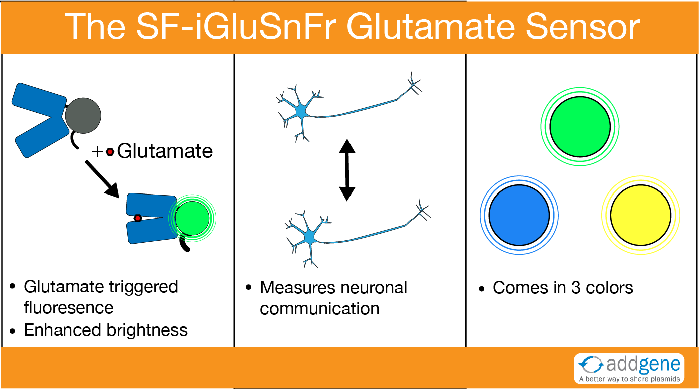 New Neuroscience Tool: The SF-iGluSnFr Glutamate Sensor