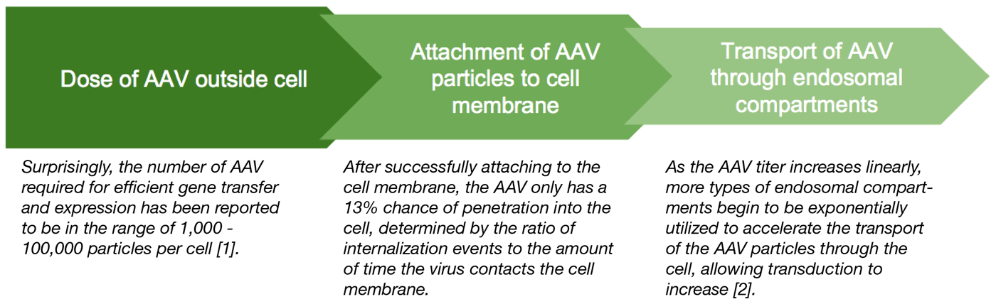 The Importance of High Titer for AAV Transductions