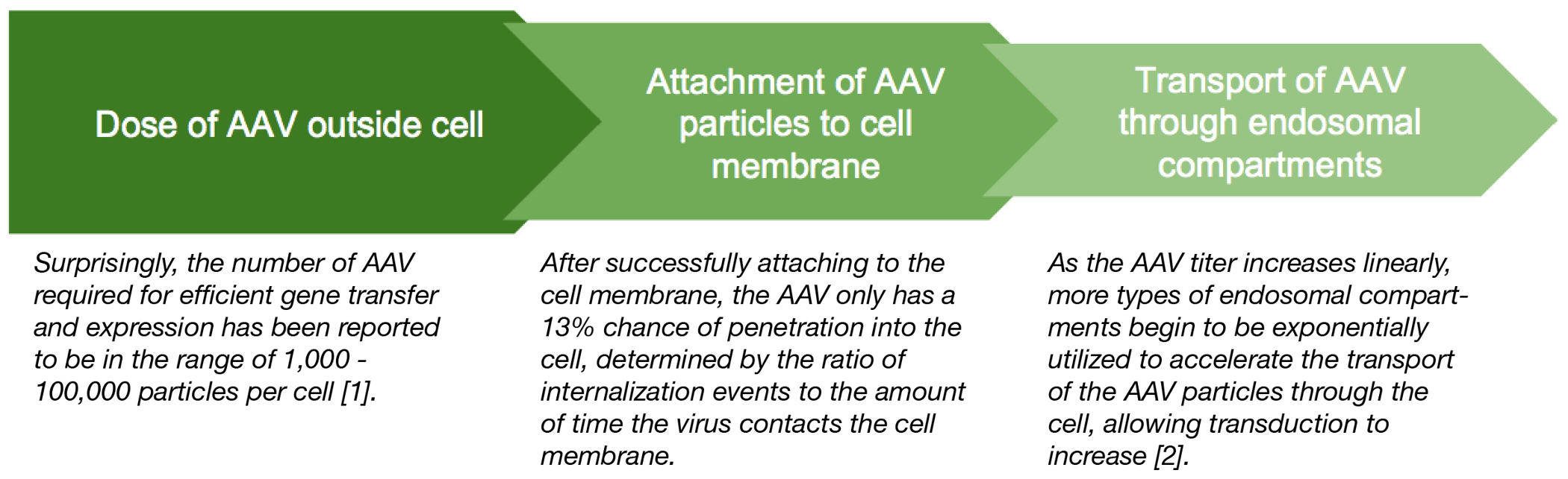 The Importance of High Titer for AAV Transductions
