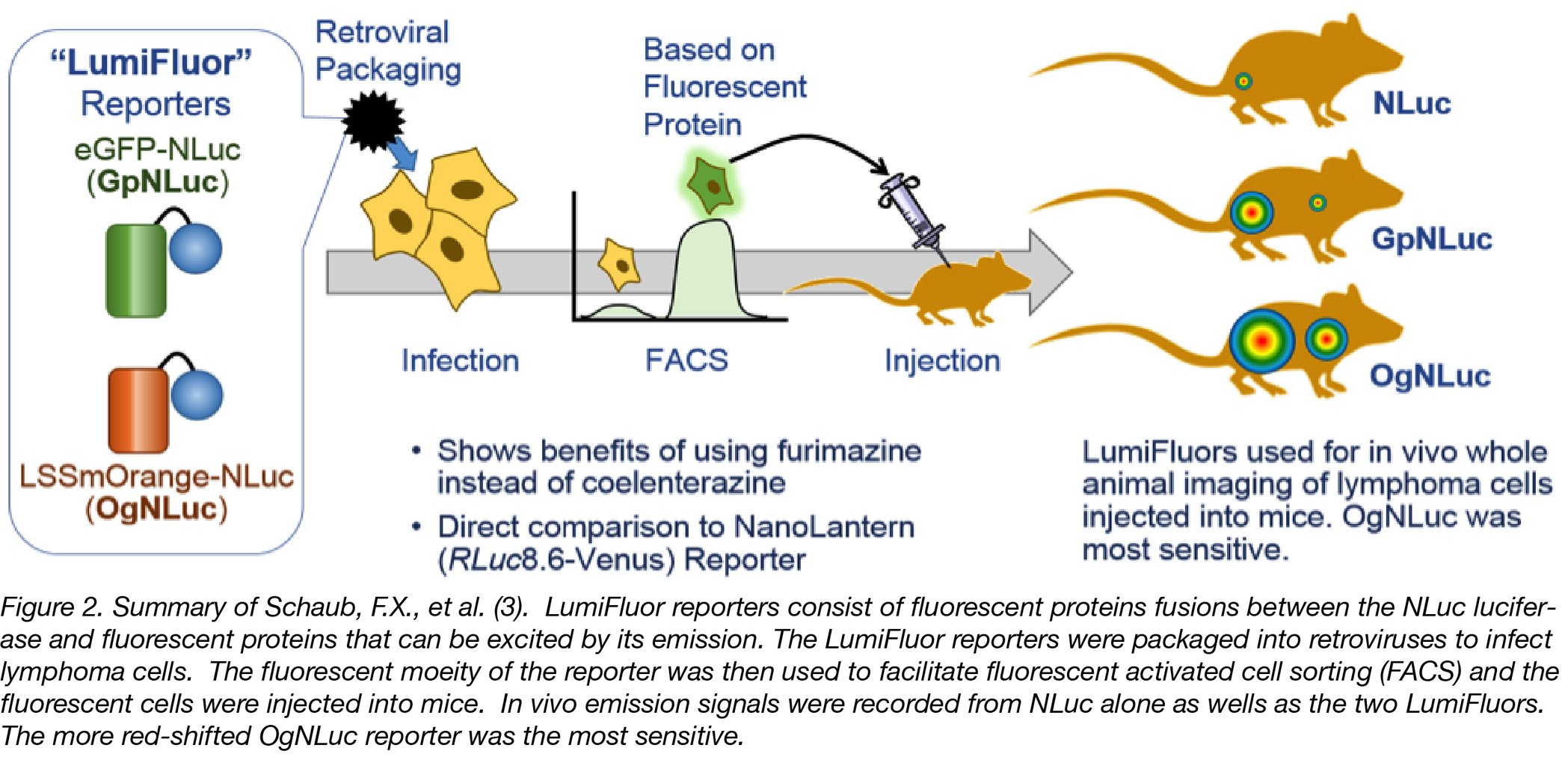 Technologies Enabled by NanoLuc® Luciferase