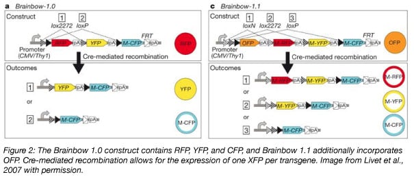 Multicolor Animals: Using Fluorescent Proteins to Understand Single ...