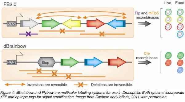 Multicolor Animals: Using Fluorescent Proteins to Understand Single ...
