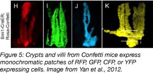 Multicolor Animals: Using Fluorescent Proteins to Understand Single ...