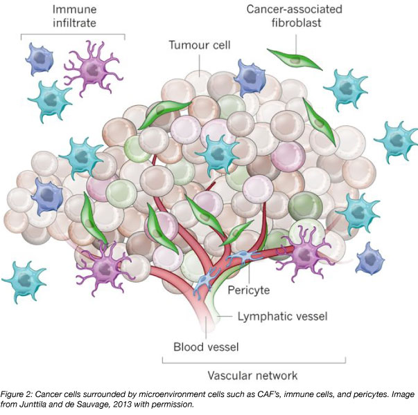 The Breast Cancer Microenvironment: A Tumor’s Backstage Team