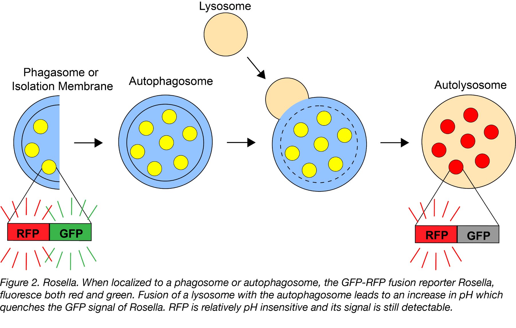 Fluorescent Biosensors for Measuring Autophagic Flux