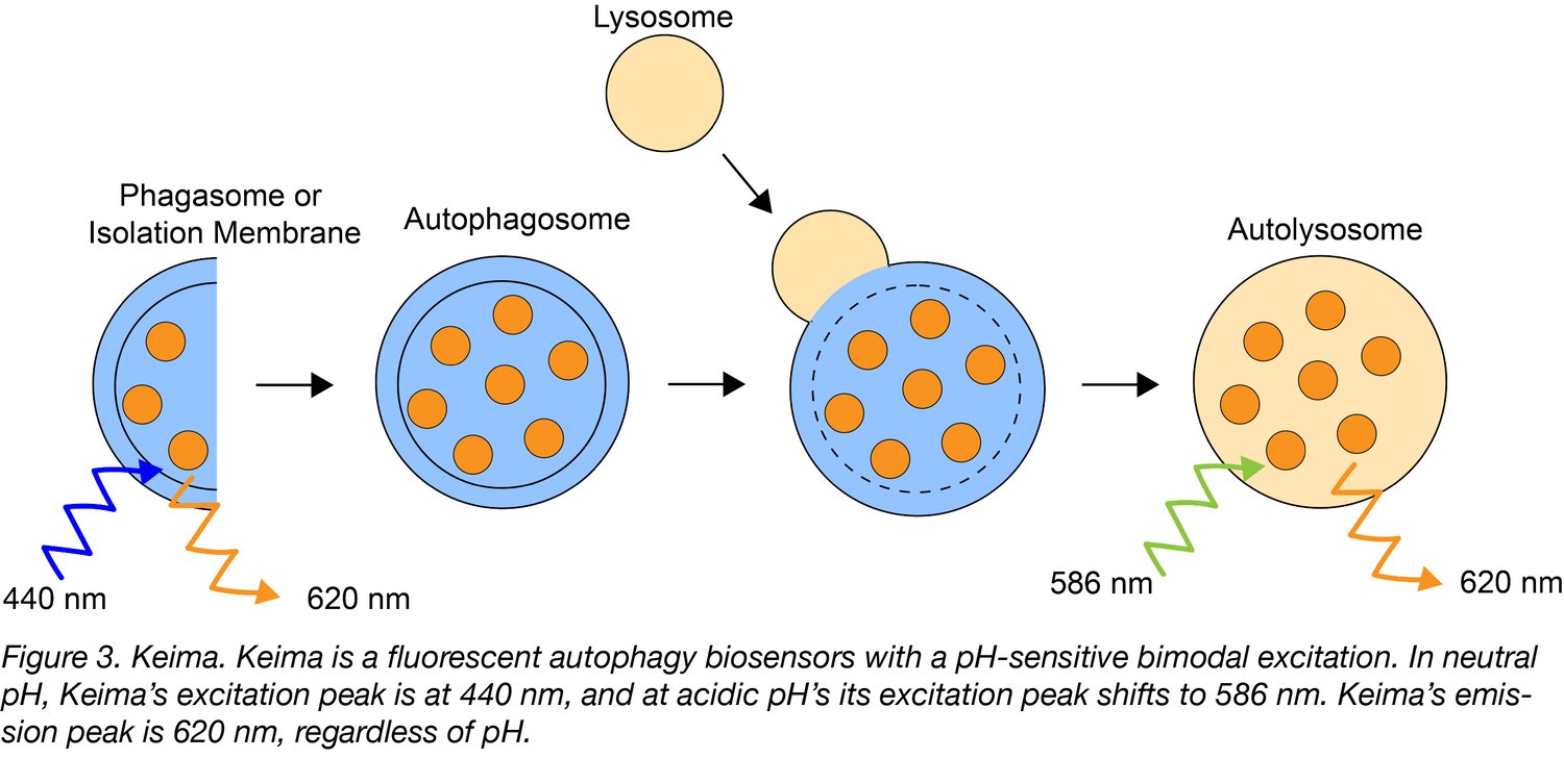 Fluorescent Biosensors for Measuring Autophagic Flux