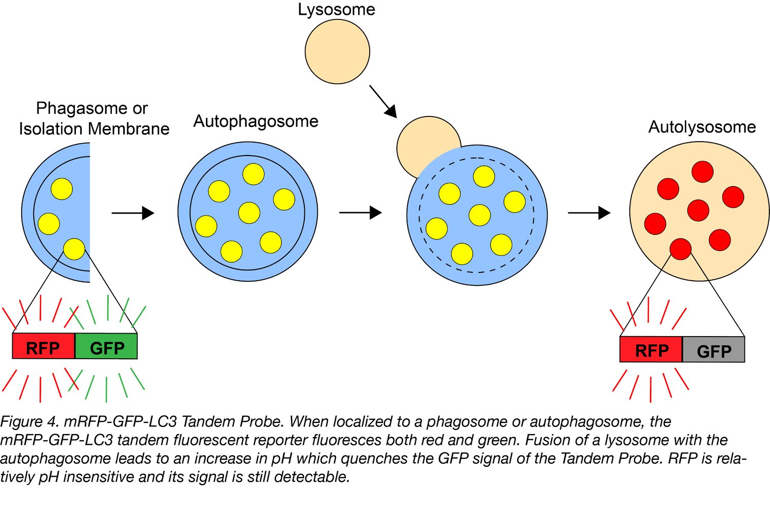 Fluorescent Biosensors for Measuring Autophagic Flux