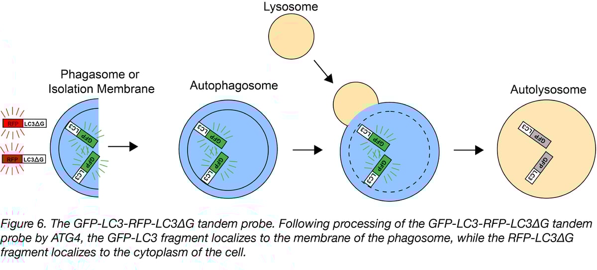 Fluorescent Biosensors for Measuring Autophagic Flux
