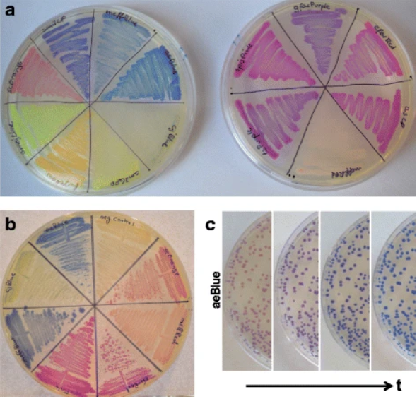 Chromoproteins: Colorful Proteins For Molecular Biology Experiments Chromoproteins: Colorful Proteins For Molecular Biology Experiments
