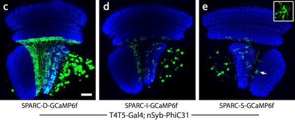 Genetically-encoded Sparse Cell Labeling - A SPARC of Innovation