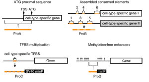 Synthetic promoter AAVs for cell-type specific expression in retinal cells