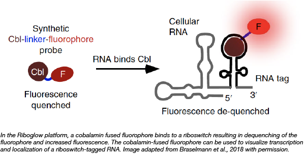 Hot Plasmids September 2018 - Optogenetics, RNA Localization ...