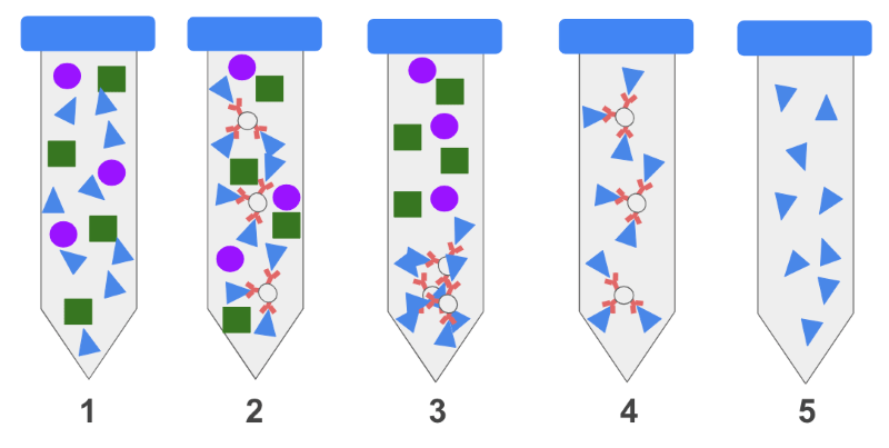 Antibodies 101: Immunoprecipitation