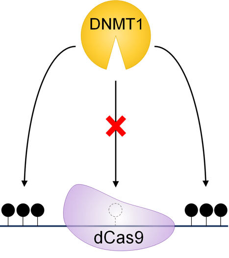 Simple CRISPR-based Epigenetic Editing: dCas9-directed DNA Demethylation